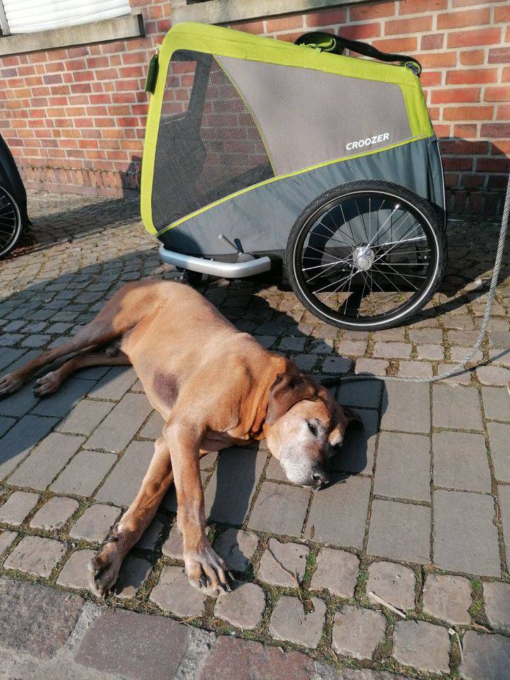 Hundeanhänger Mikke Croozer Dog NEU - Regional-bei-dir.de